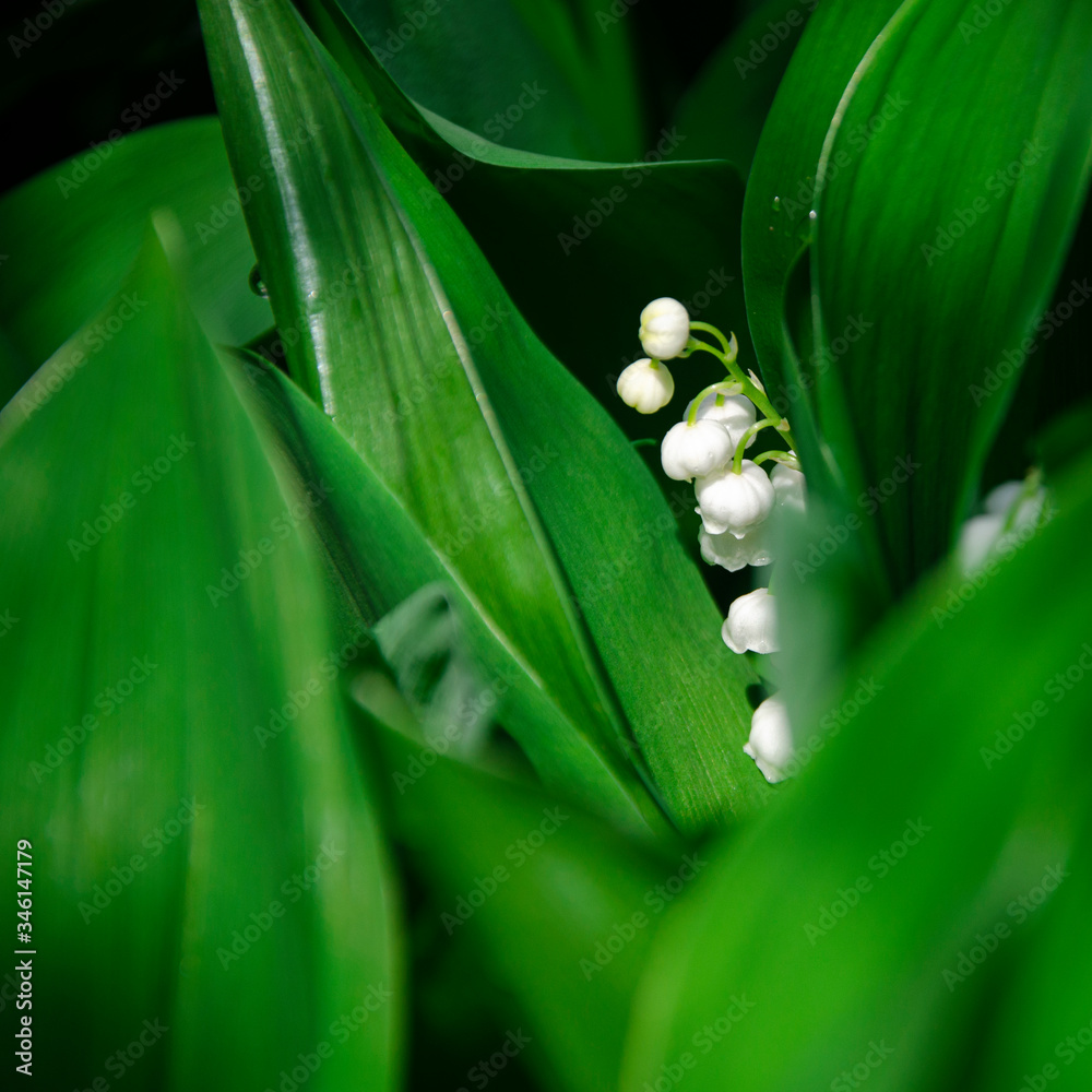 Forest spring lilies of the valley with young buds Stock Photo | Adobe ...