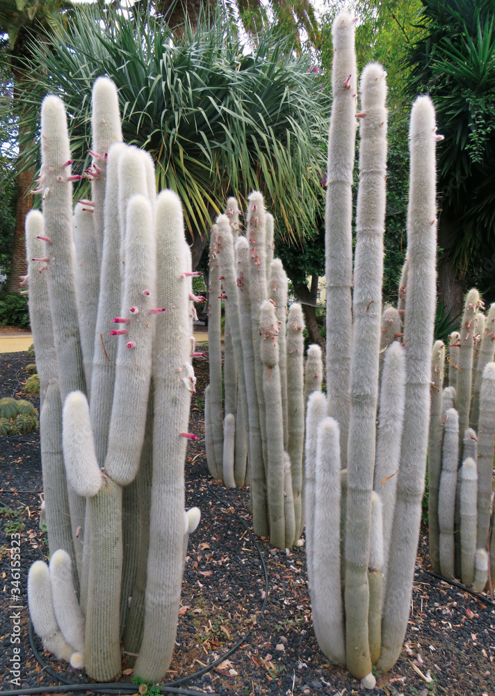 White Hairy Cephalocereus Senilis Old Man Cactus. View of large ...