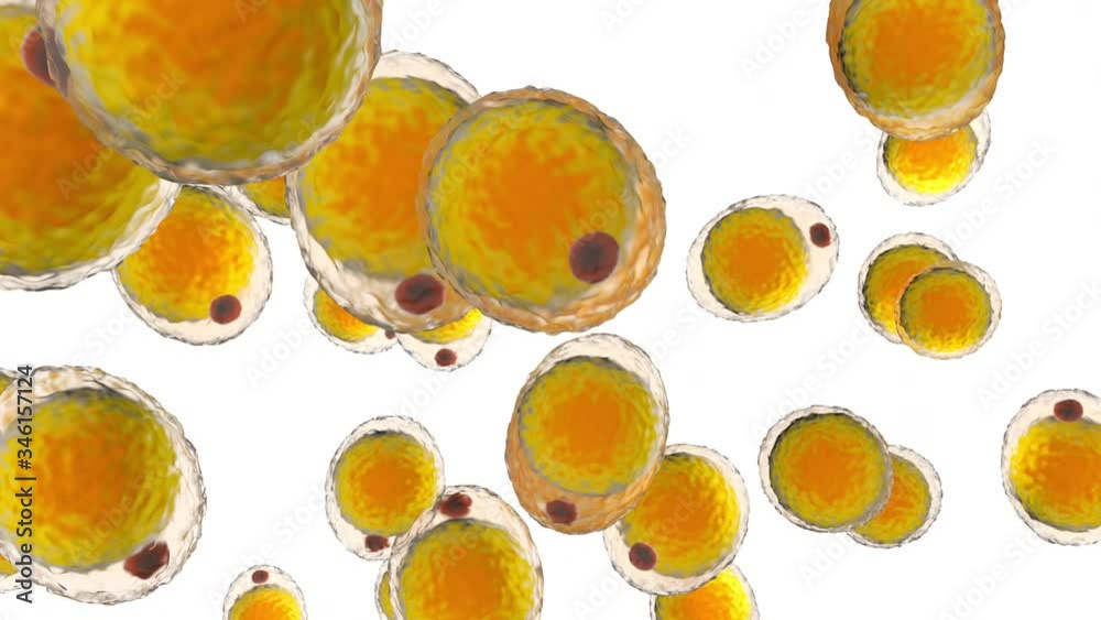 Animation of floating and moving Fat cells isolated on white. Stock ...