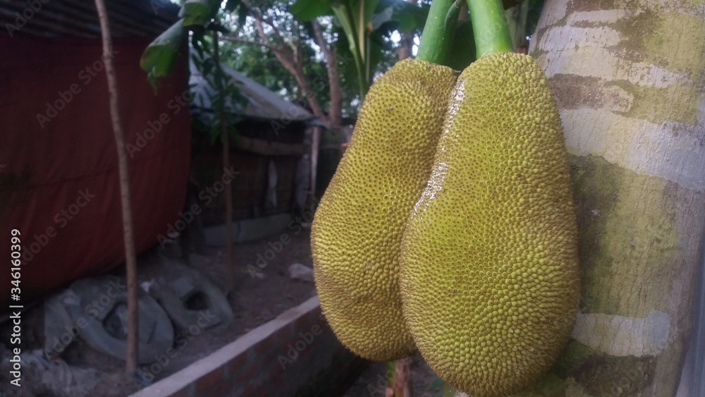 Jackfruit fruit in summer in asia Scientific name Artocarpus ...