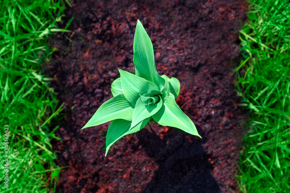 Young bright green plant in dark fertile soil with grass around the ...