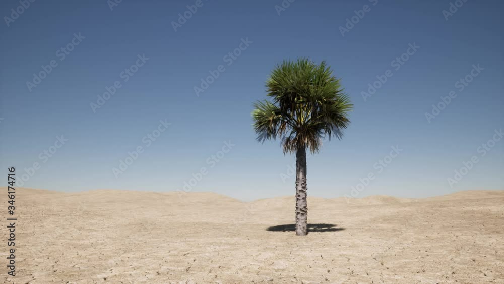 Beautiful abstract with growing palm tree for concept design. 4k Stock ...