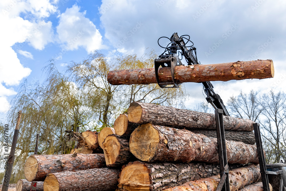 Loading heavy industrial truck trailer with big timber pine, spruce ...