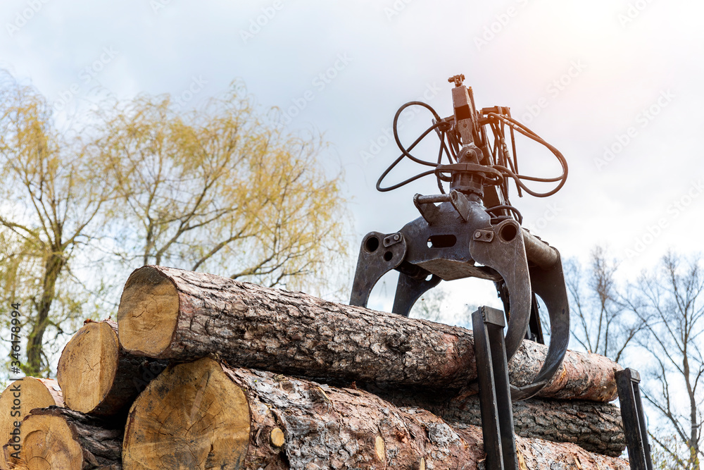 Loading heavy industrial truck trailer with big timber pine, spruce ...