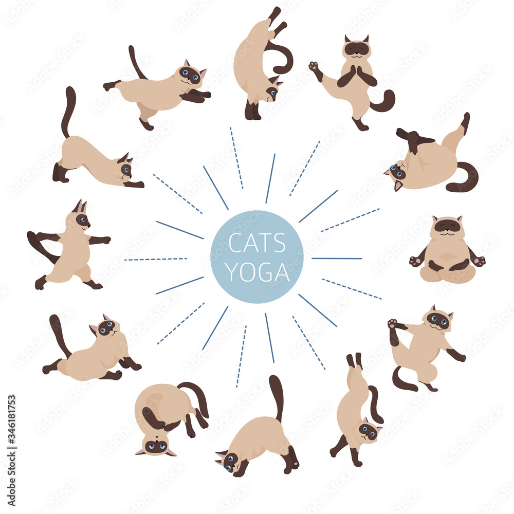 Cats yoga. Siamese cats. Different yoga poses and exercises Stock ...