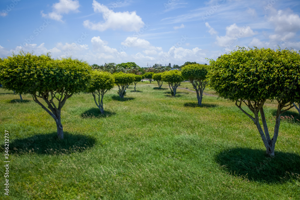 Blue sky, white clouds and green trees forest landscape for background ...