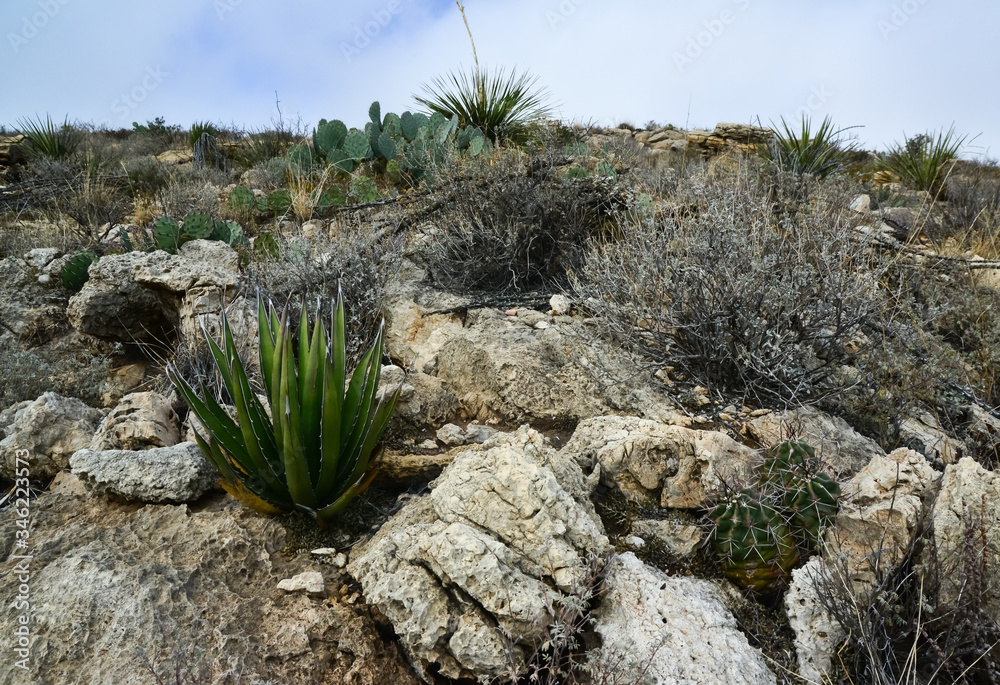 Cacti (Echinocereus sp.) and Opuntia, yucca, agaves and other desert ...