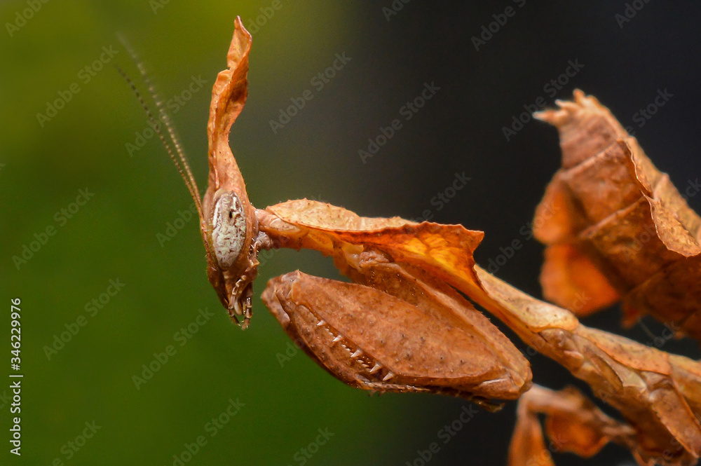 African Ghost Mantis