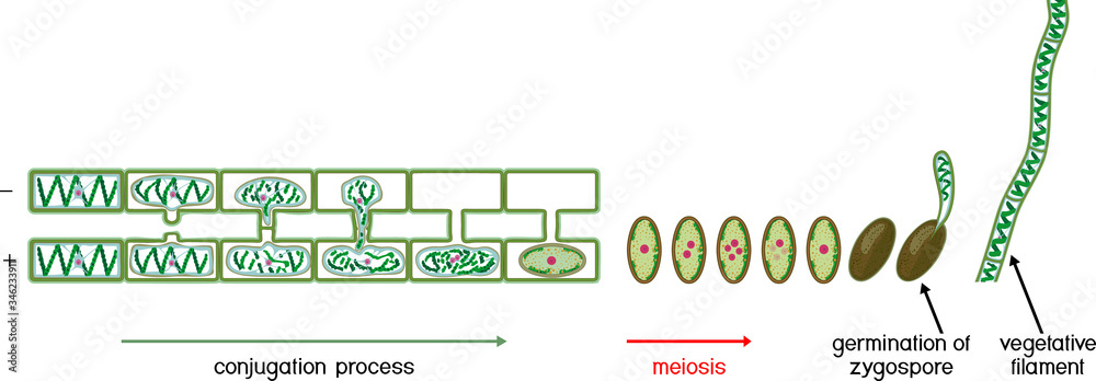 Spirogyra Conjugation Spirogyra Sexual Reproduction Lateral