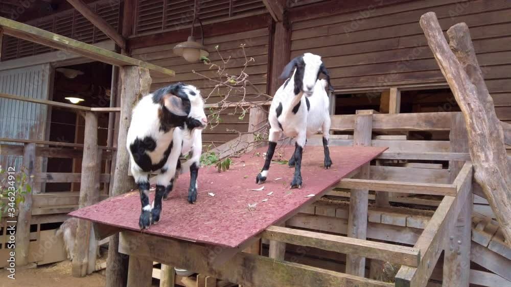 Vidéo Stock Two happy black and white color goats are on the red roof ...