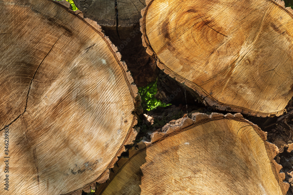 Log surface structure. Stumps and logs. Timber logging industry banner ...