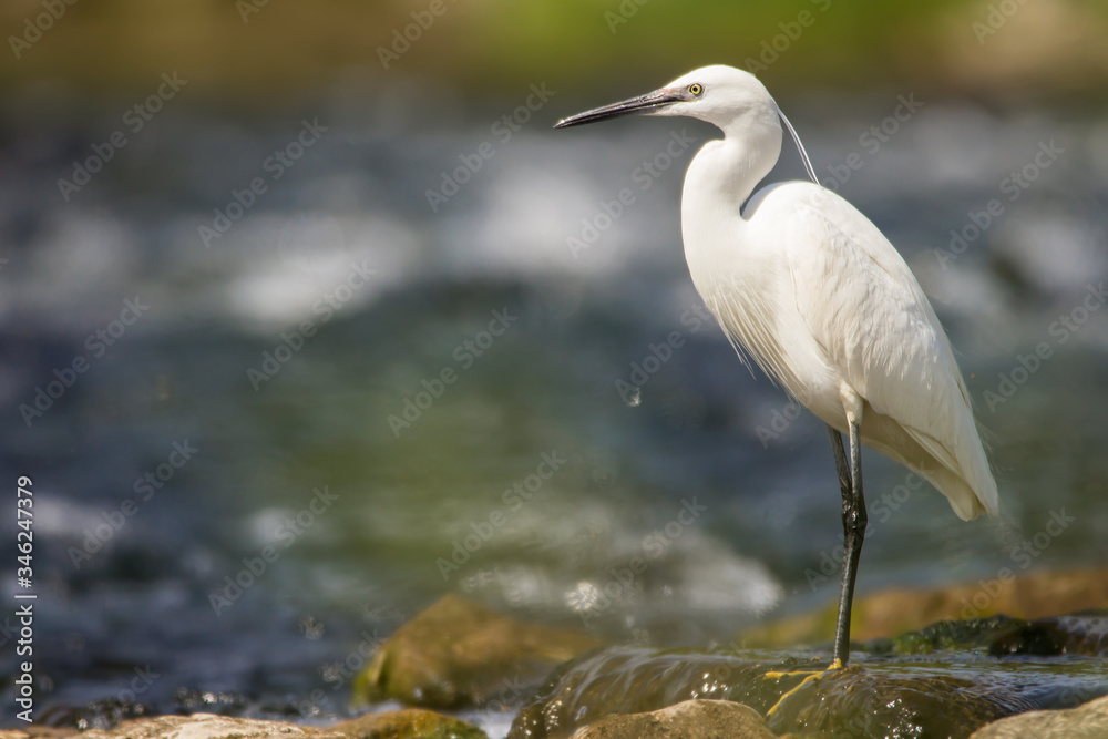 Little egret (Egretta garzetta), small white heron egret with black ...