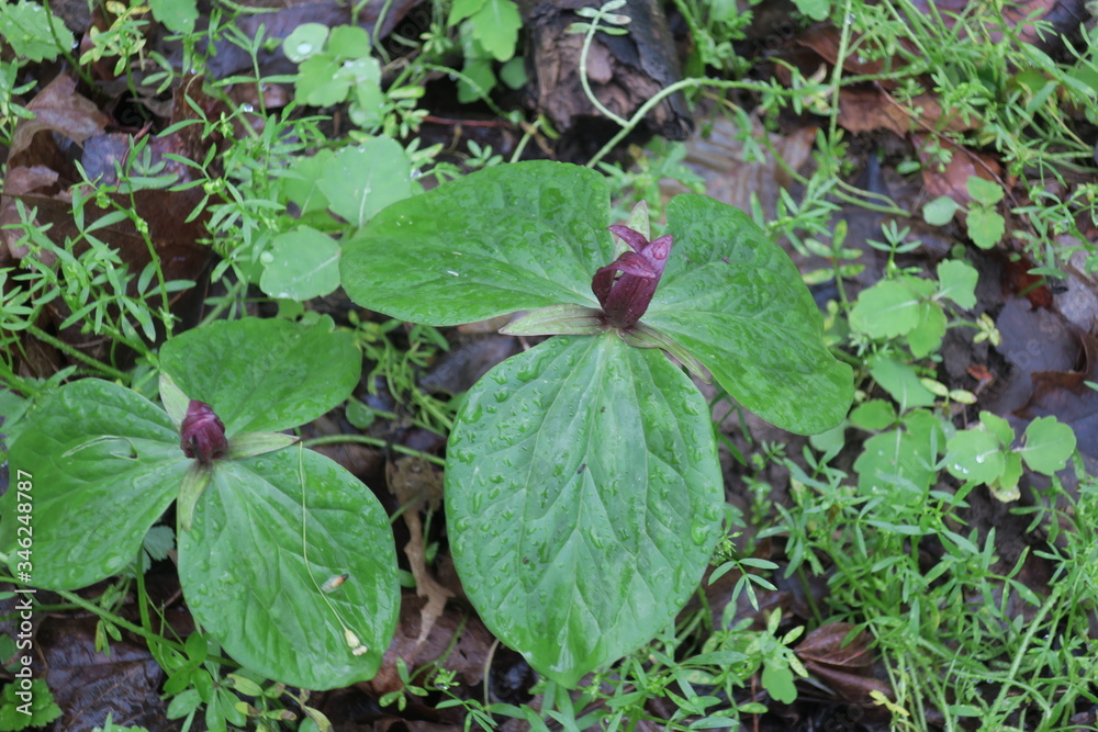 Toadshade (sessile trillium, toad trillium) Trillium Plants Stock Photo ...