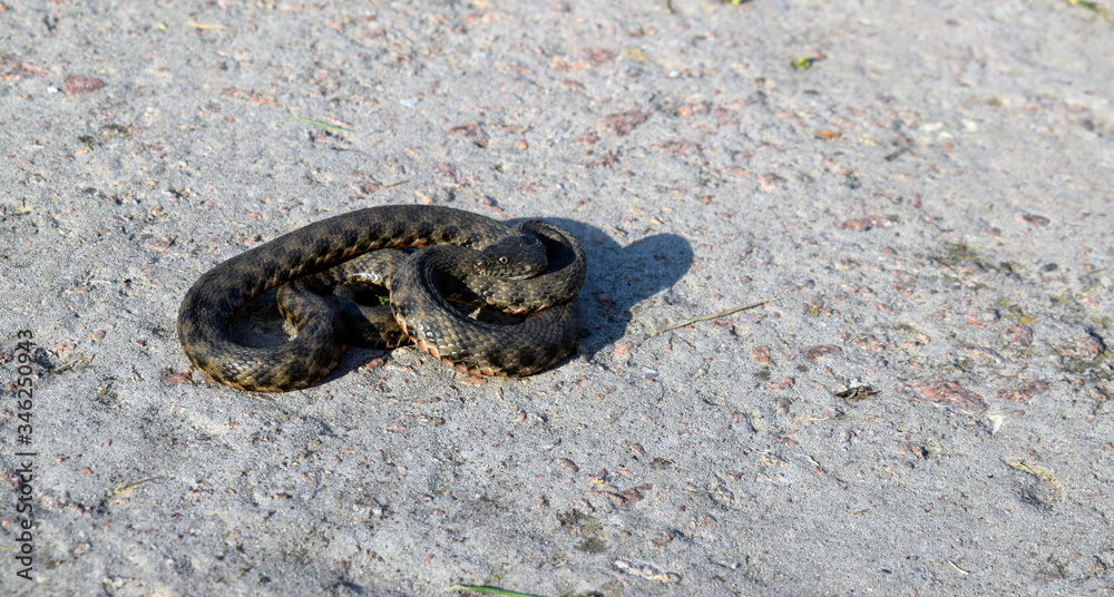 Common already (lat. Natrix natrix) - non-poisonous snakes from the ...