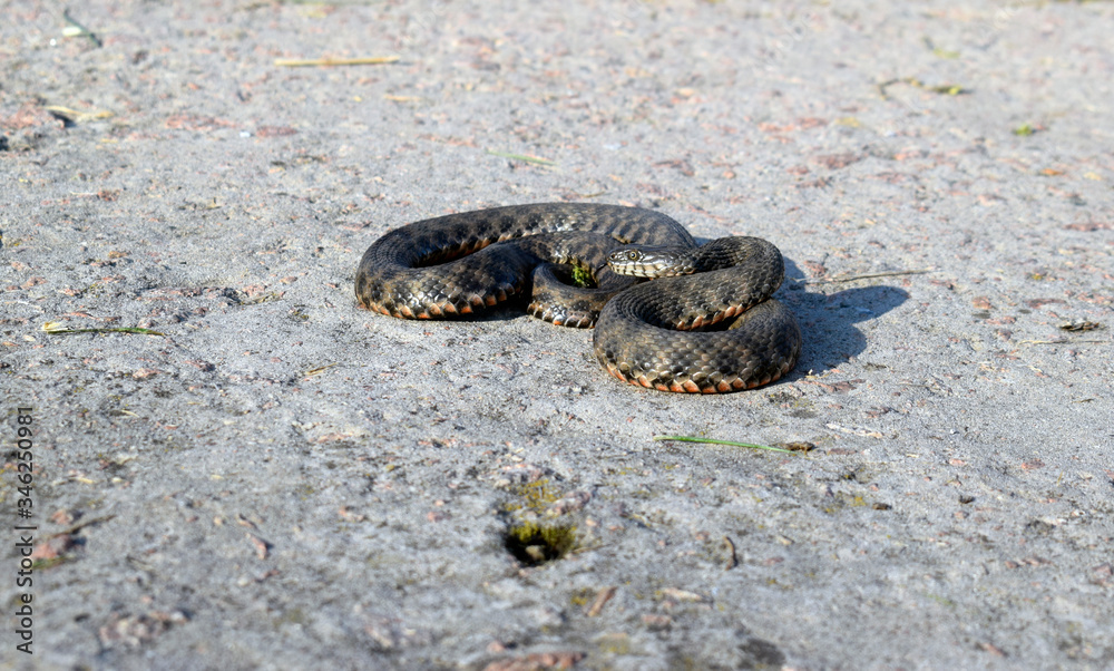 Common already (lat. Natrix natrix) - non-poisonous snakes from the ...