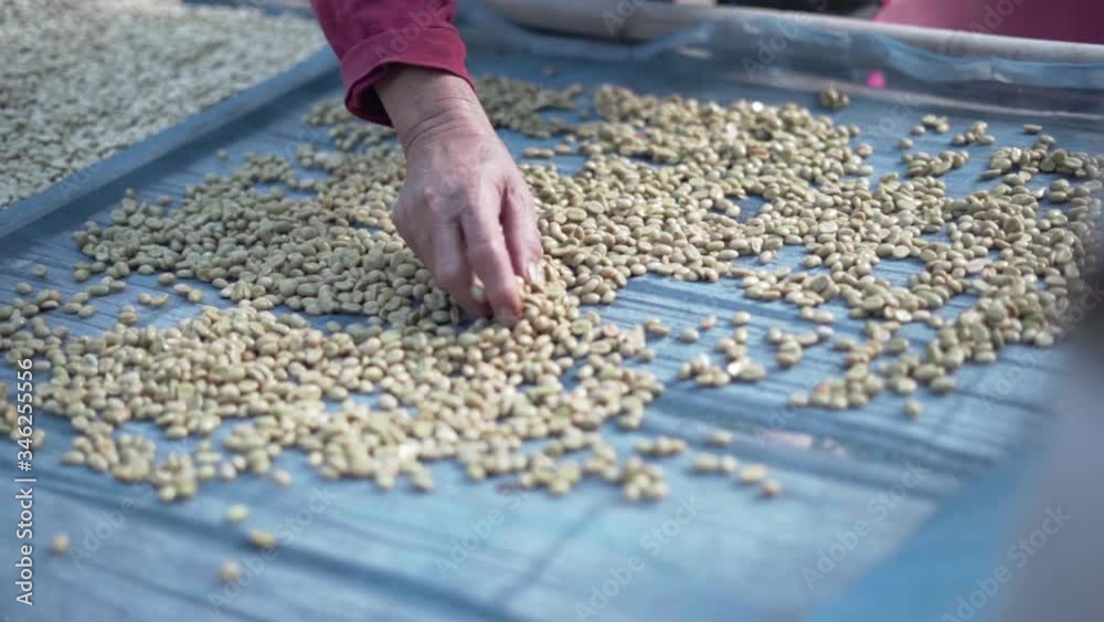 Hands Sifting Drying Coffee Beans by Coffee Farmer P Stock ビデオ | Adobe ...