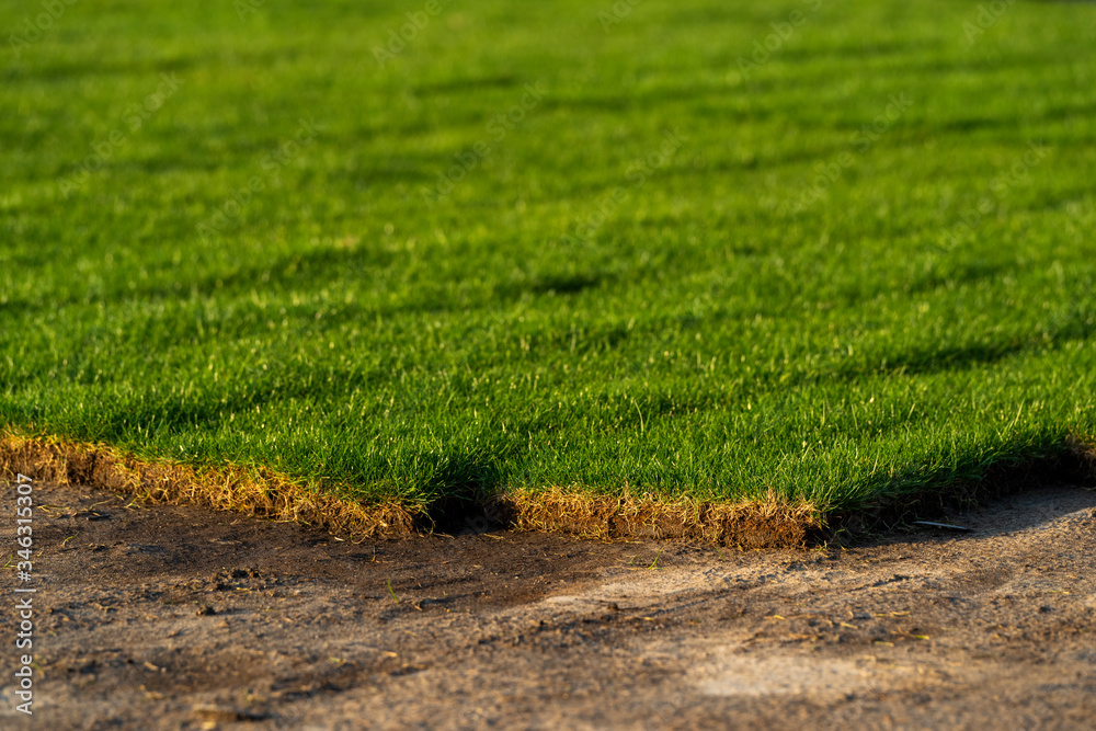 green turf in the garden center for planting and landscaping fields and ...