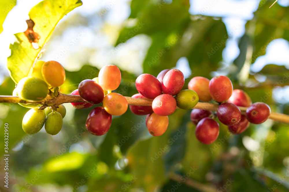 florada, fruto, grão de café Stock Photo | Adobe Stock