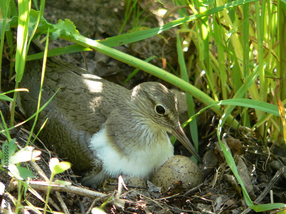 Common sandpiper (Actitis hypoleucos) near nest habitats Stock Photo ...
