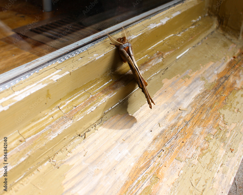Giant silk moth in the urban environment resting on a weathered window ...