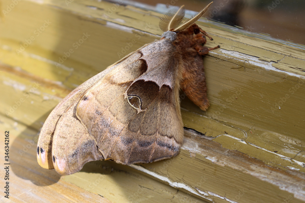 Close up of the reddish fluffy body of a giant silk moth with its wings ...