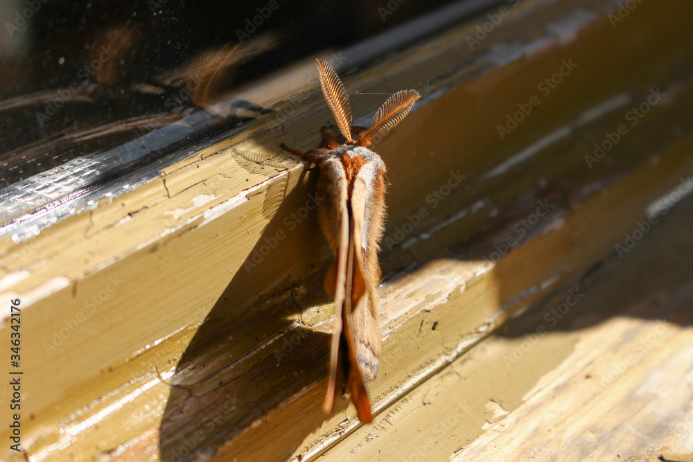 Close up of a giant silk moth with its wings closed with emphasis on ...