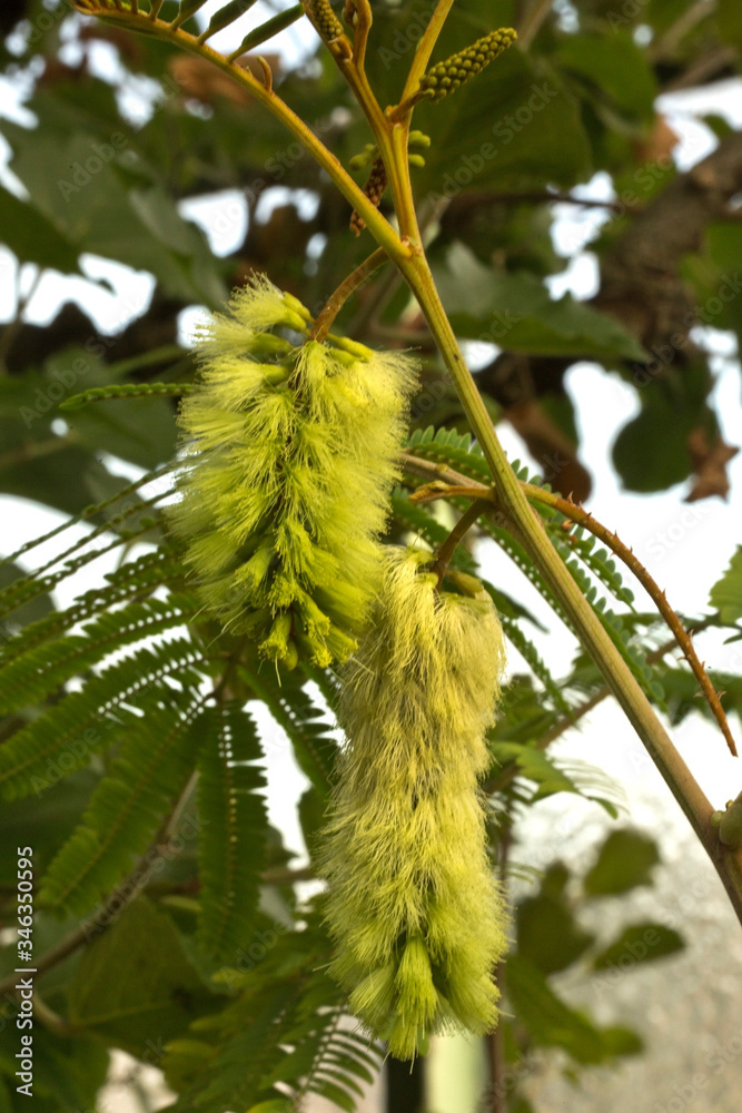 Albizia, Cape Leeuwin Wattle, Cape Wattle, Crested Wattle or plume ...