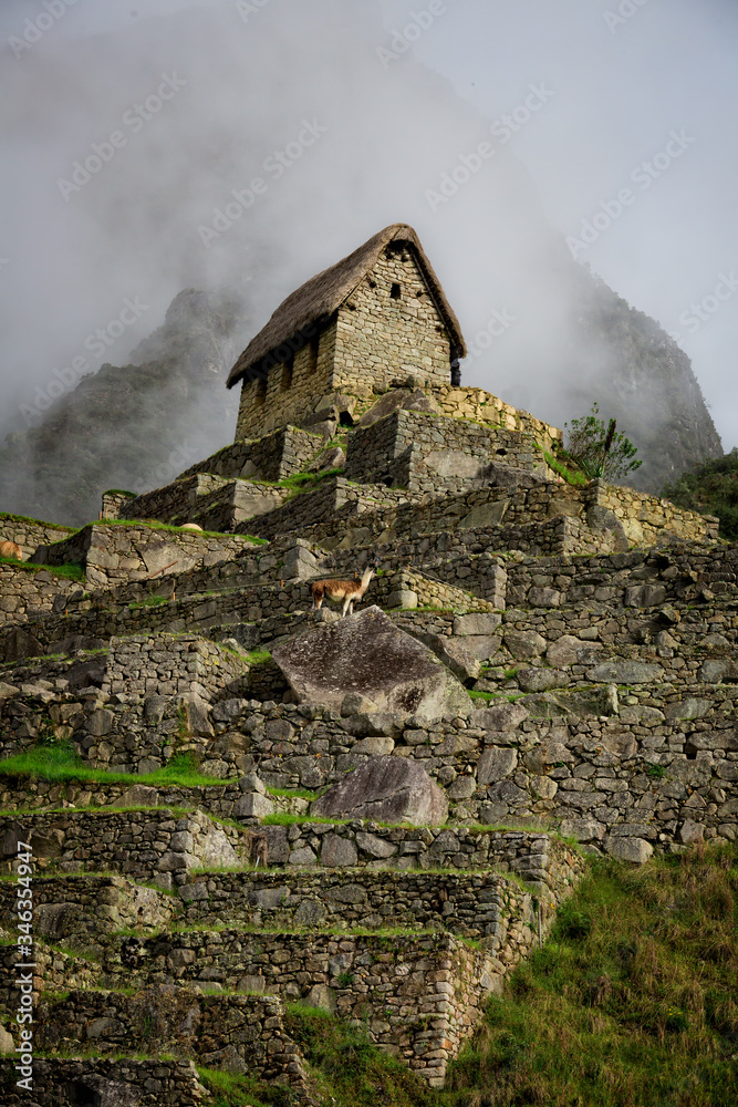 Stone house with thatched roof with alpacka at Machu Picchu Stock Photo ...
