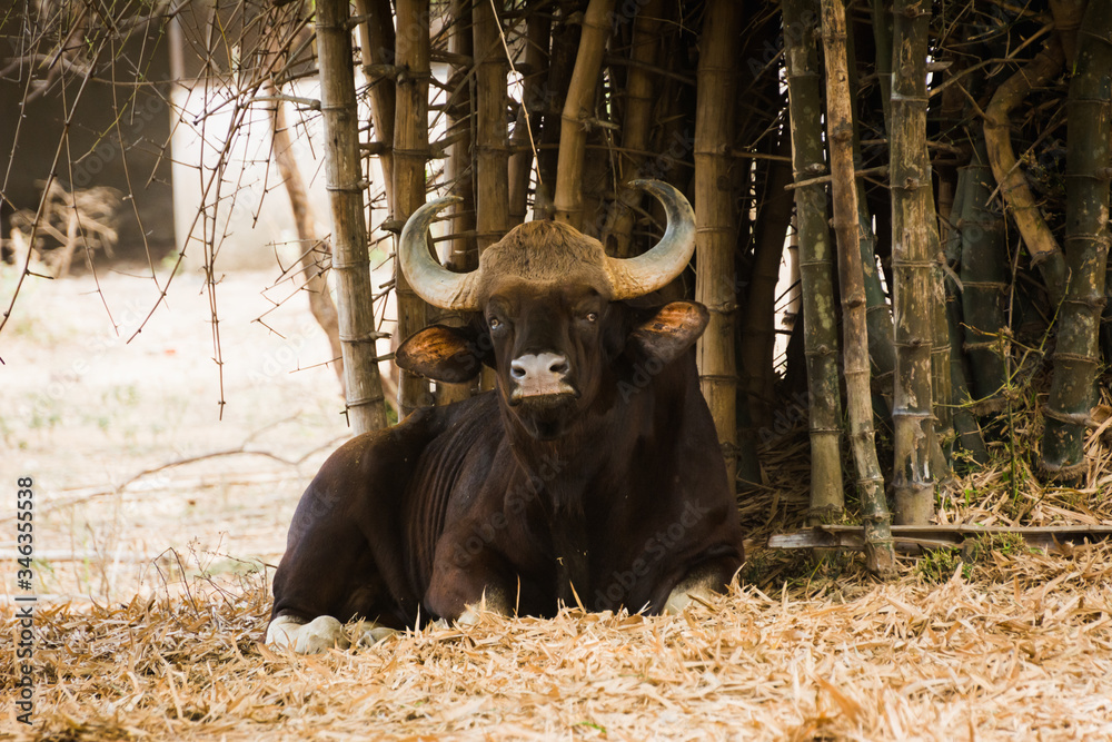 Indian Gaur spotted in zoo Stock Photo | Adobe Stock