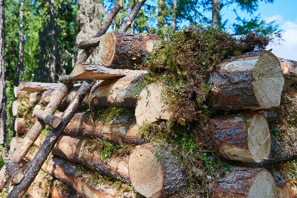 Construction of a taiga house. Winterhouse construction. House in the ...