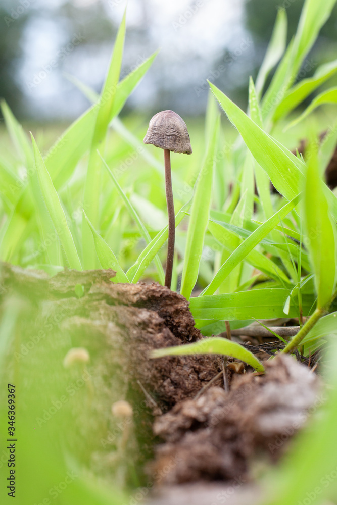 Magic mushrooms growing in the wild, in a field on cow shit. Thailand ...
