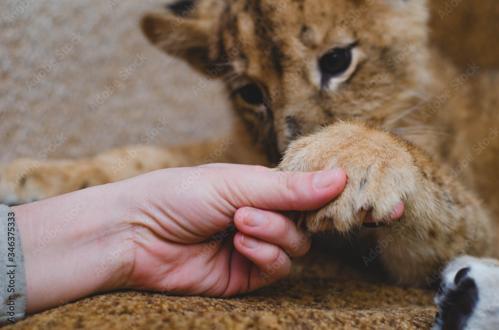 Photo of a lion cub, which the man holds by the fingers of his paws ...