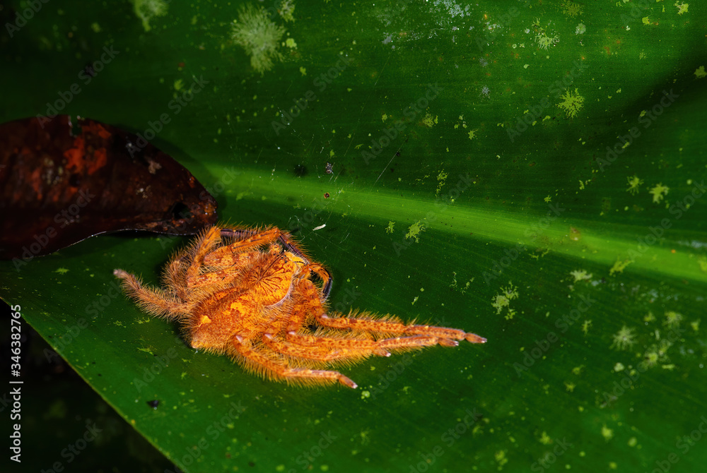 huntsman spider - Heteropoda davidbowie, beautiful large orange spider ...