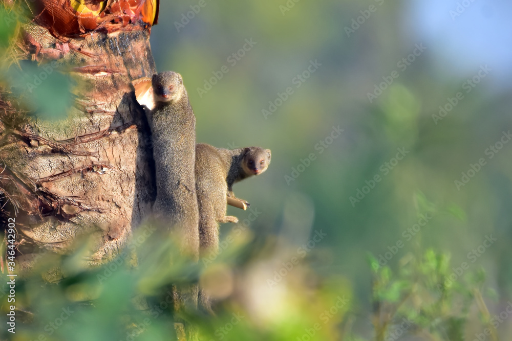 Mongoose with nature, A mongoose is a small terrestrial carnivorous ...