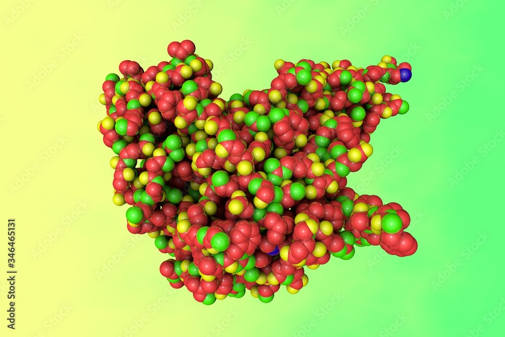Space-filling molecular model of human growth hormone bound to single ...
