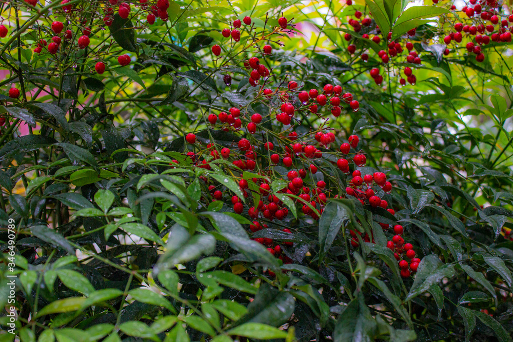 Nandina is a monotypic genus of flowering plants in the Barberry family ...