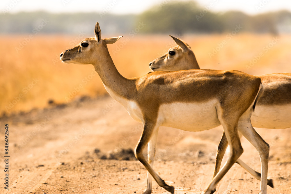 These are black buck antelope crossing the roads inside the national ...