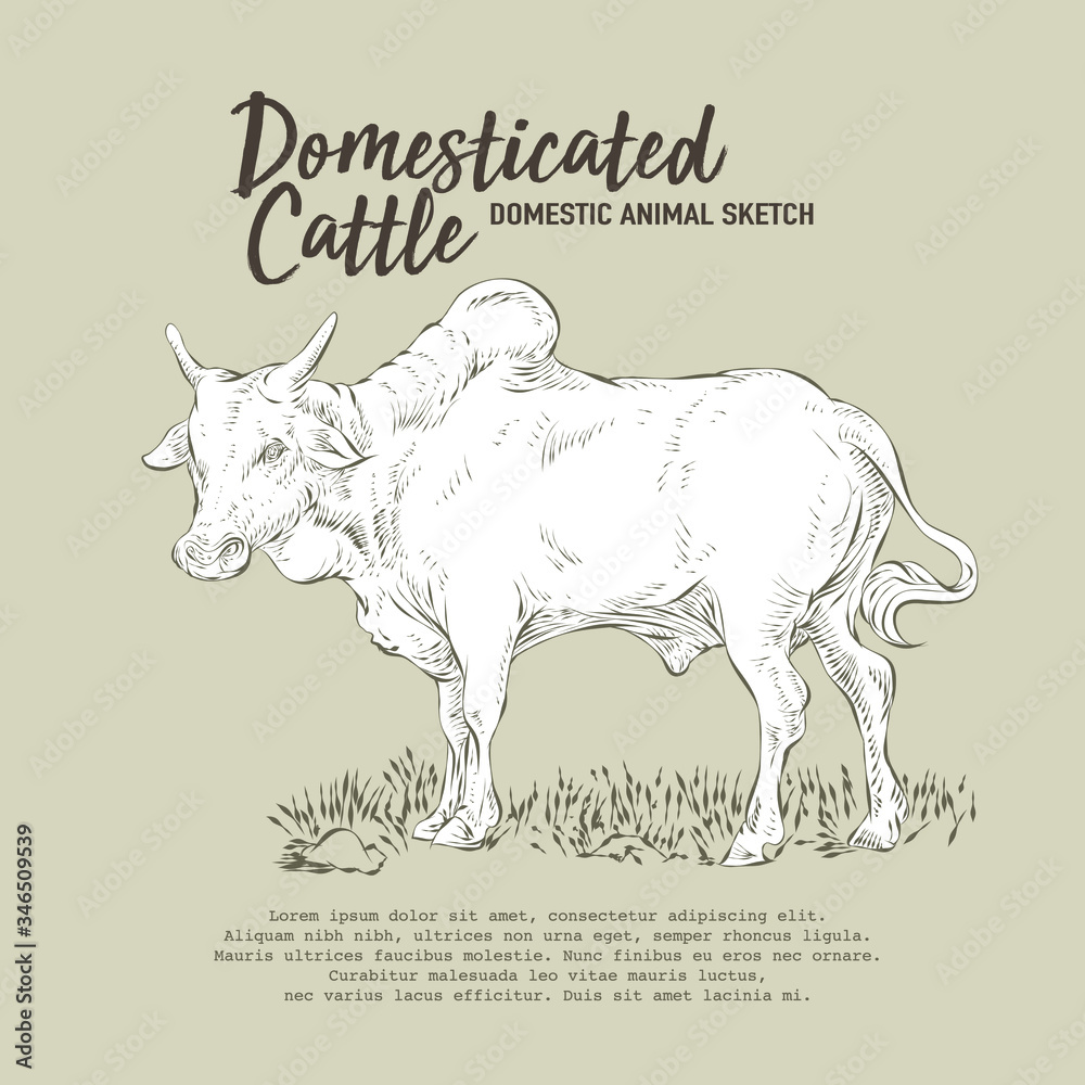 Isolated animal cattle vector drawing illustration.A standing cow ...