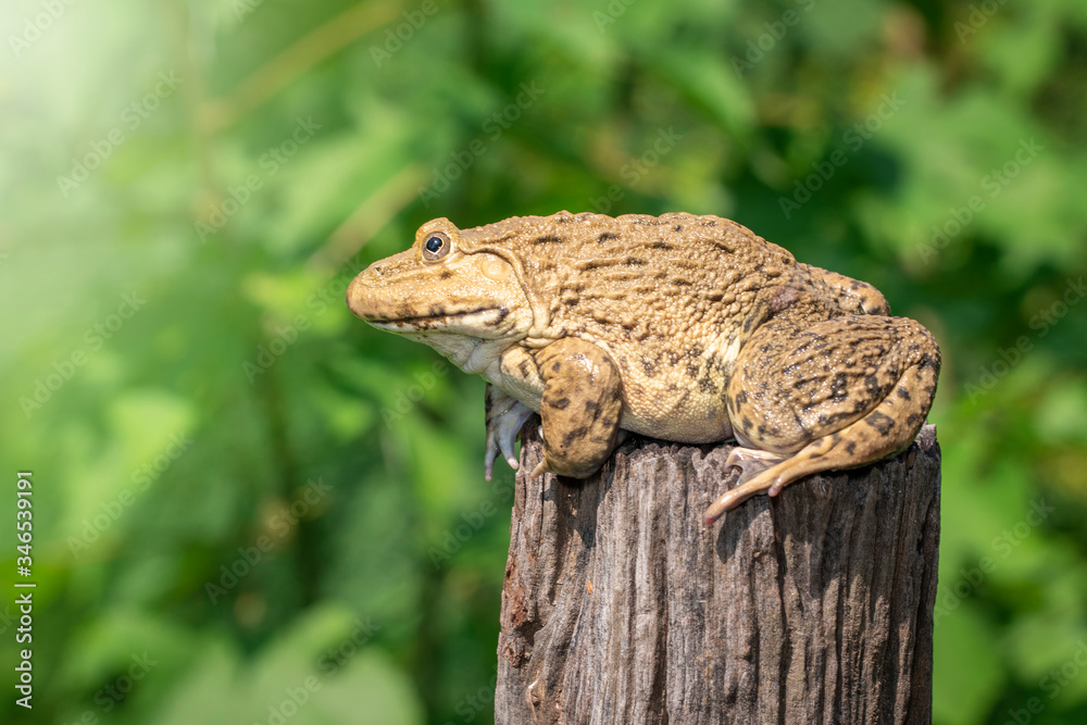 Image of Chinese edible frog, East Asian bullfrog, Taiwanese frog ...