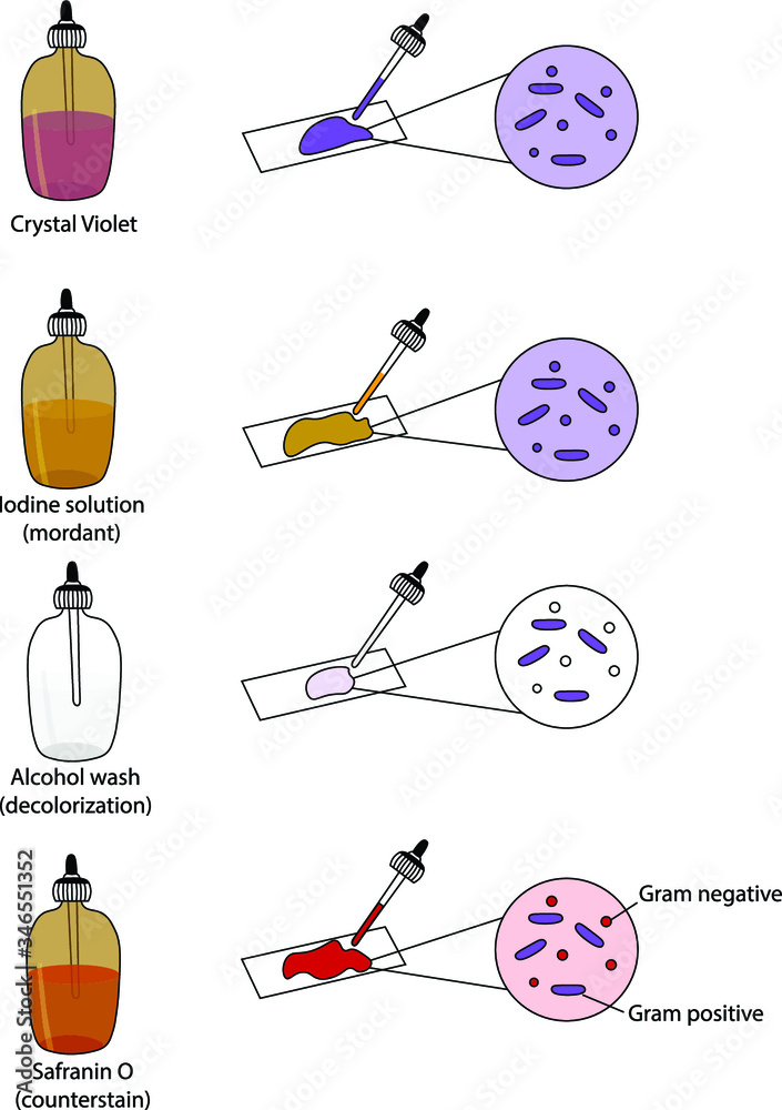 Gram stain technique steps Stock Vector | Adobe Stock