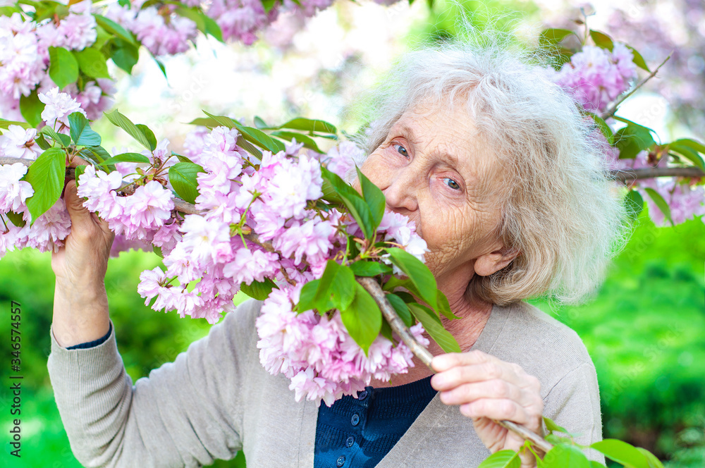 Ederly woman in a pink bloom sakura tree. Spring enjoyment. Spring time ...