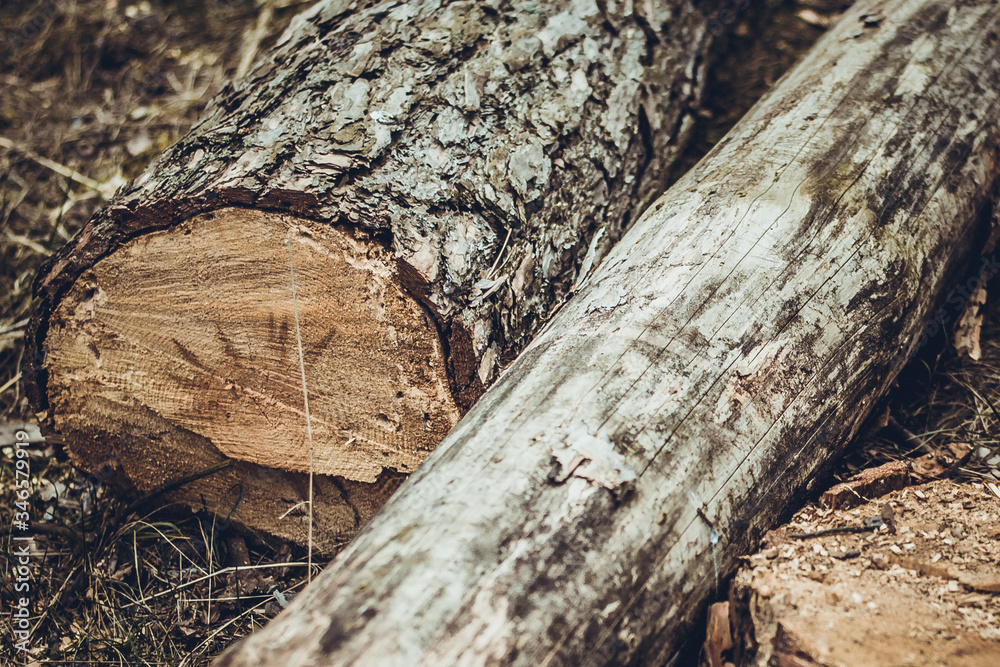 Felling a tree. Wooden logs from a pine forest, stacked in a forest ...