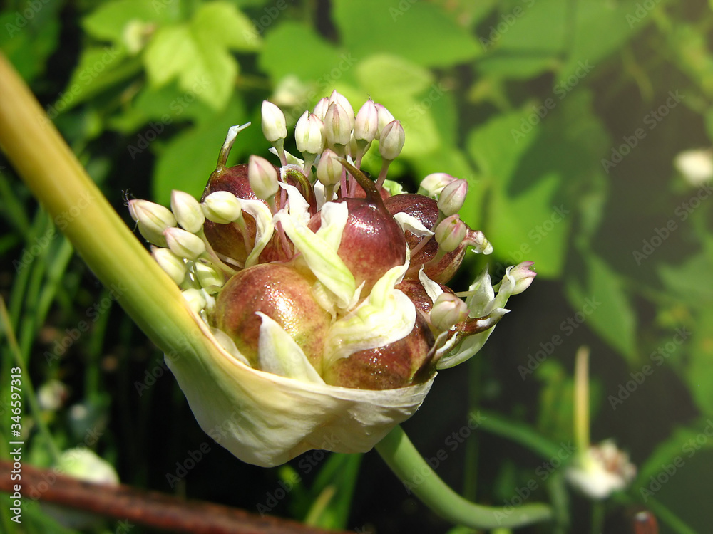 Allium Sativum Flower