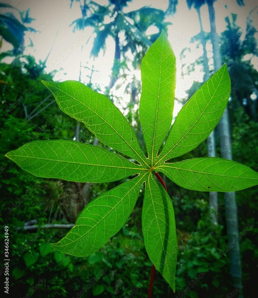 Manioc leave Stock Photo | Adobe Stock