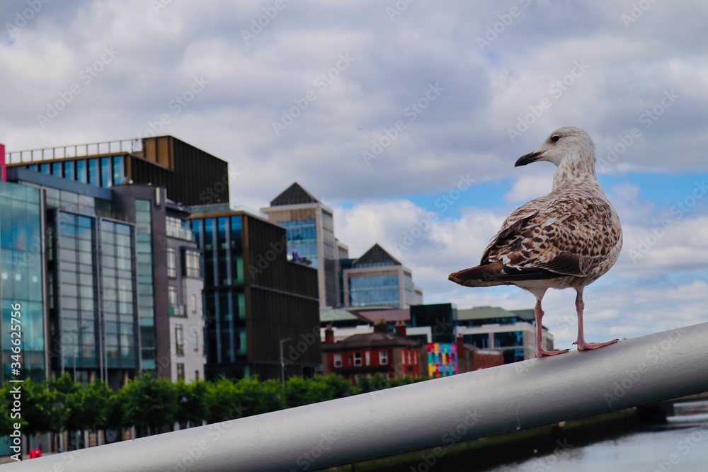 Grey seagull sitting on Seán O'Casey Bridge in Dublin with buildings as ...
