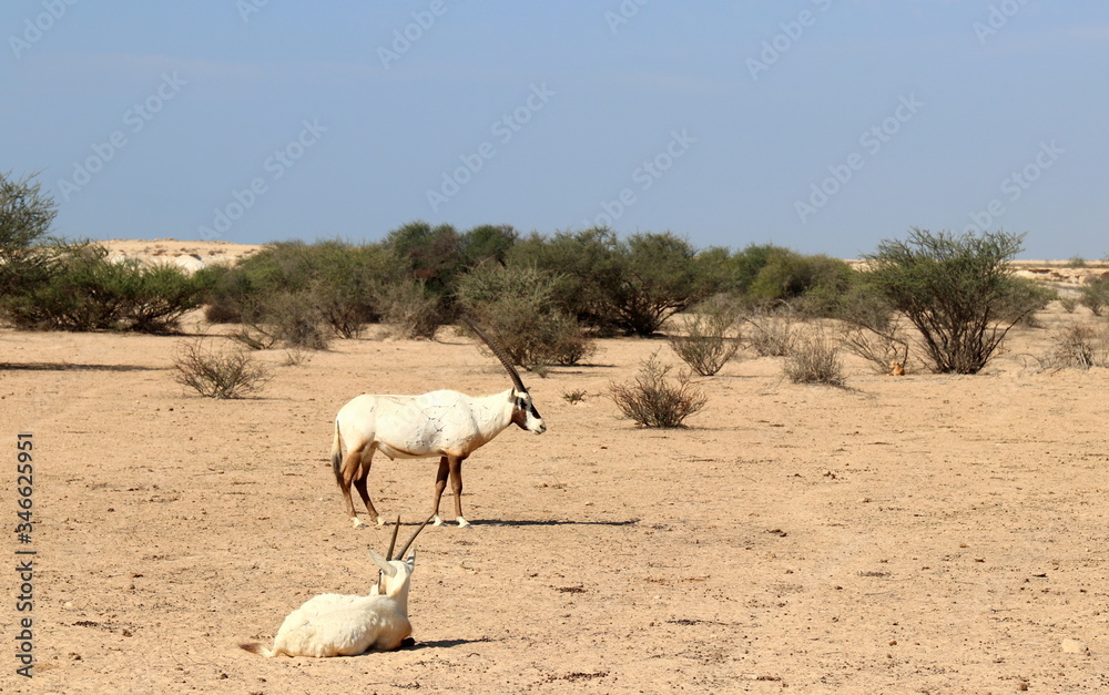 Oryx, symbole du Qatar Stock Photo | Adobe Stock
