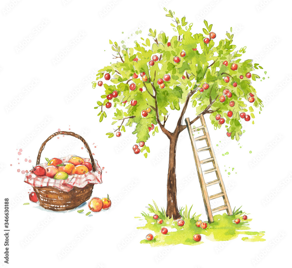 Apple tree with a ladder and a basket of ripe appples, apple farm ...