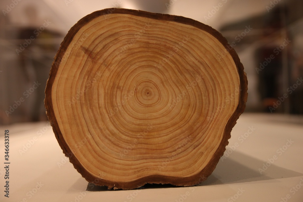 Cross Section Of Wooden Log Stock Photo | Adobe Stock