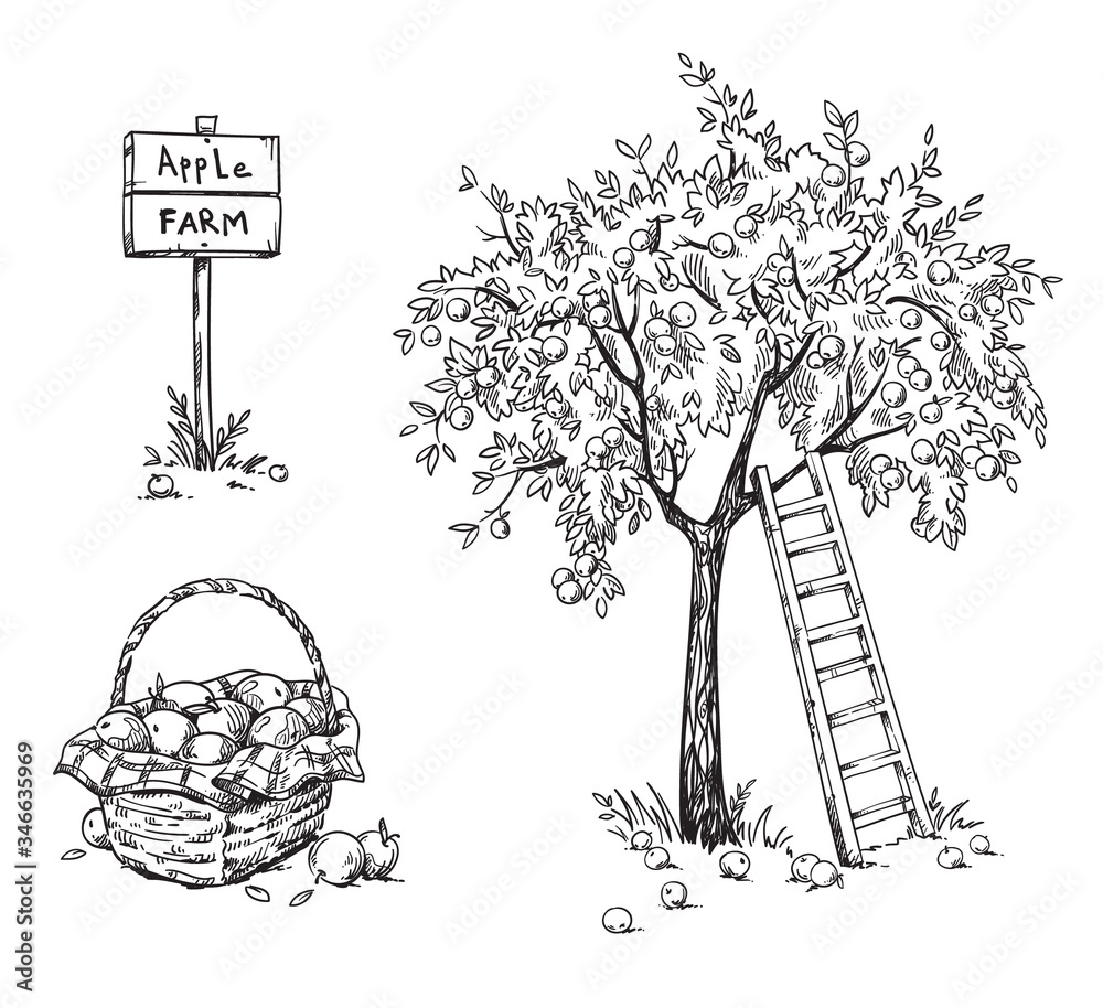 Apple tree with a ladder and a basket of ripe appples, apple farm ...