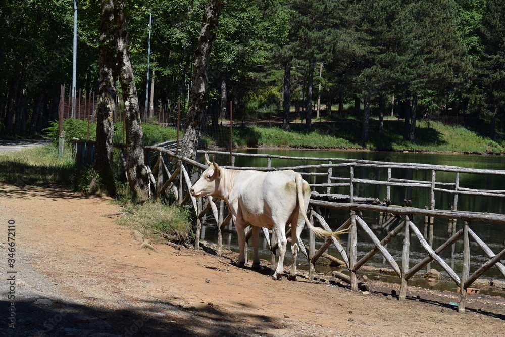 Mucca che pascola zona laghetto Gambarie D'Aspromonte Stock Photo ...